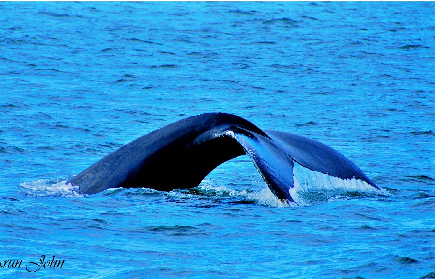 Gallery – ARUNN JOHNS PHOTOGRAPHY